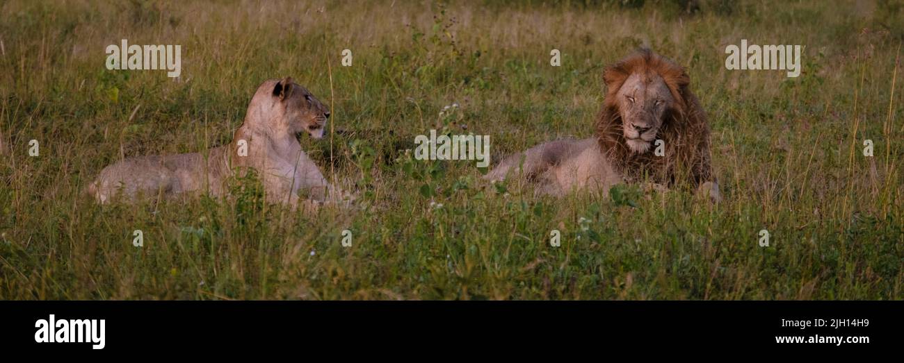 Lion male and female pairing during sunset in South Africa Thanda Game ...