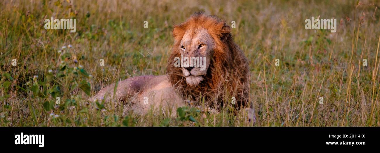 Lion male and female pairing during sunset in South Africa Thanda Game ...