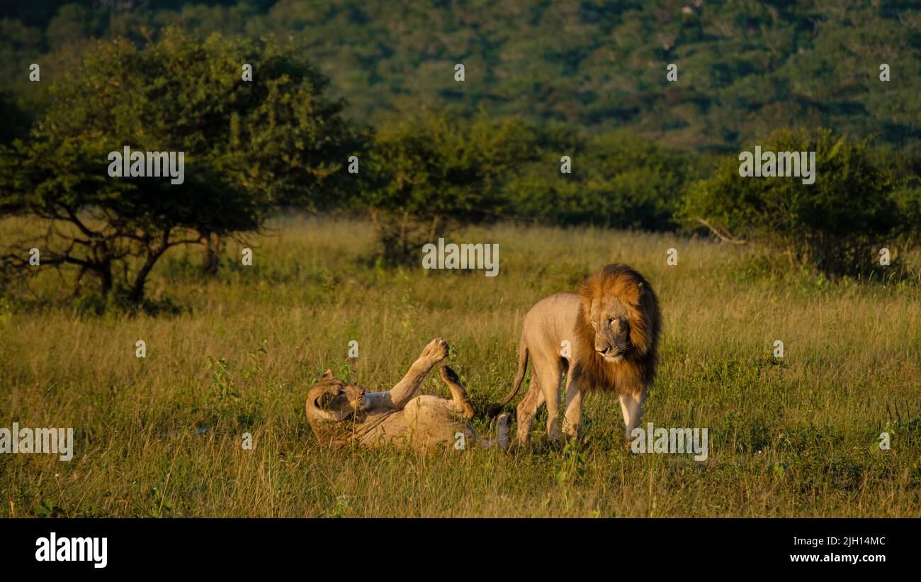 Lion male and female pairing during sunset in South Africa Thanda Game ...
