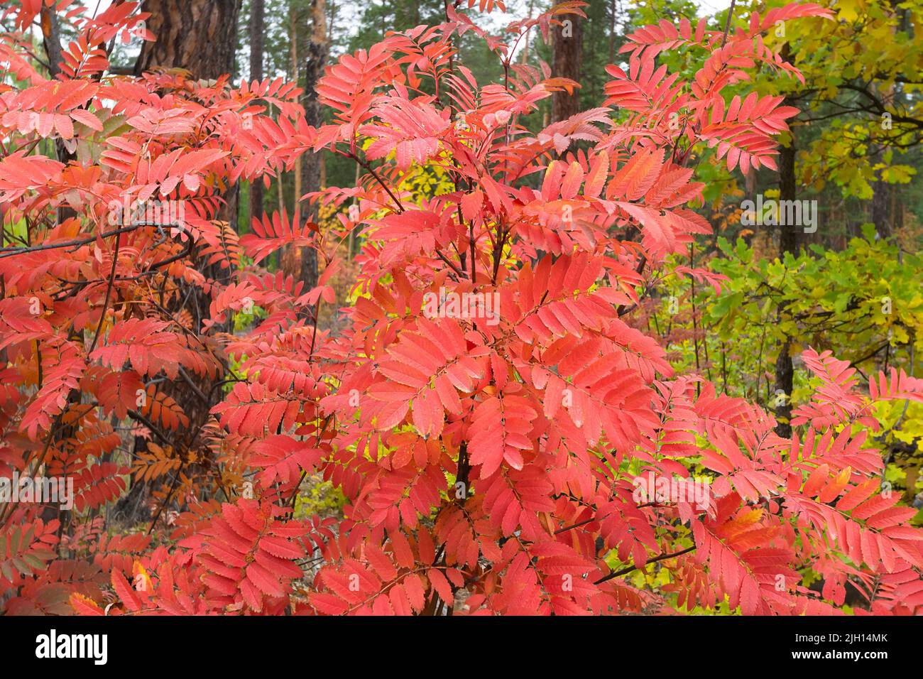 Autumn forest background with rowan bushes with red leaves. The concept ...