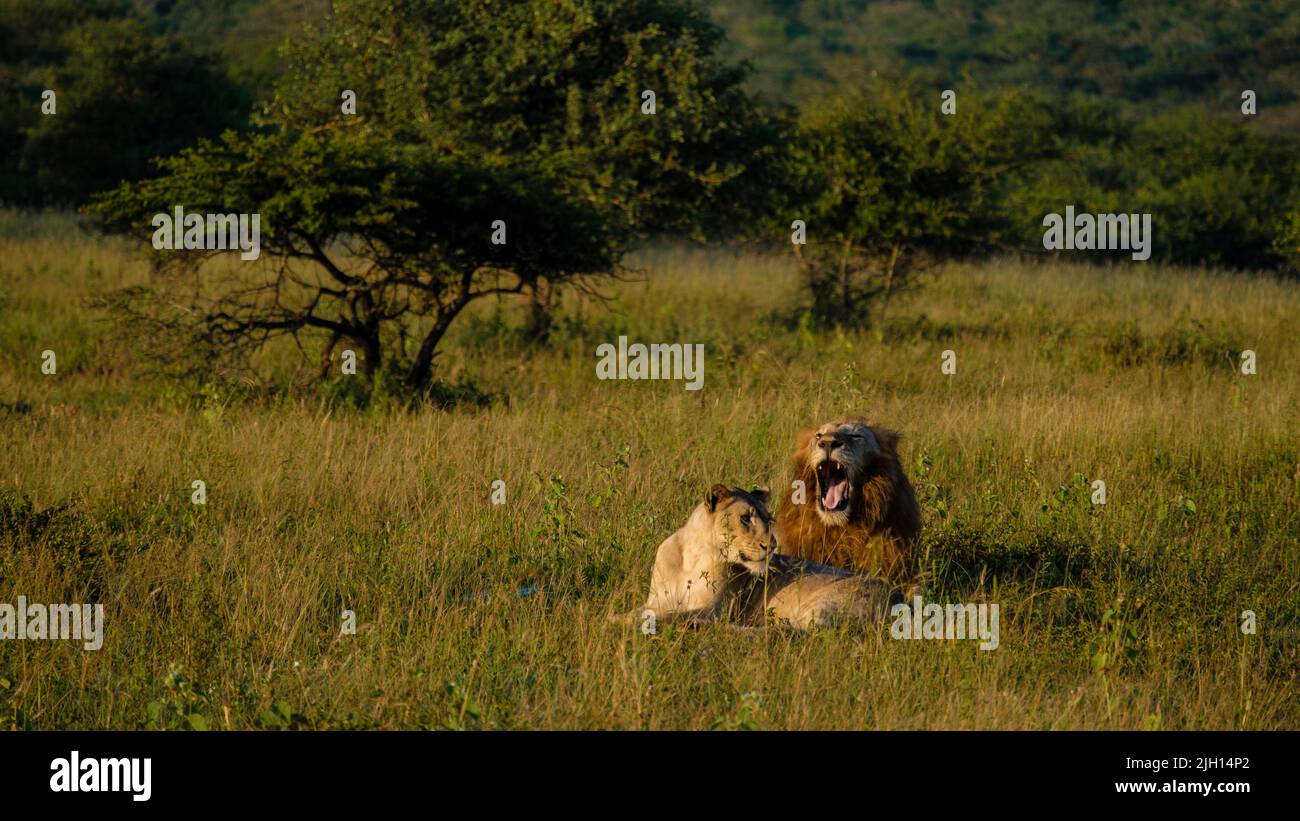 Lion male and female pairing during sunset in South Africa Thanda Game ...