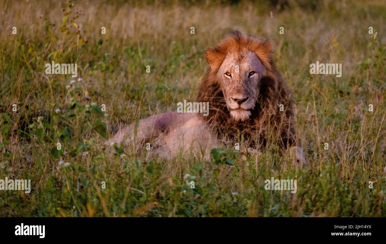 Lion male and female pairing during sunset in South Africa Thanda Game ...