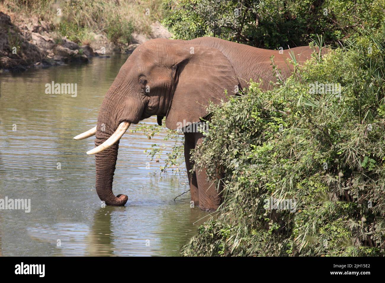 Afrikanischer Elefant im Nhlowa River/ African elephant in Nhlowa River ...