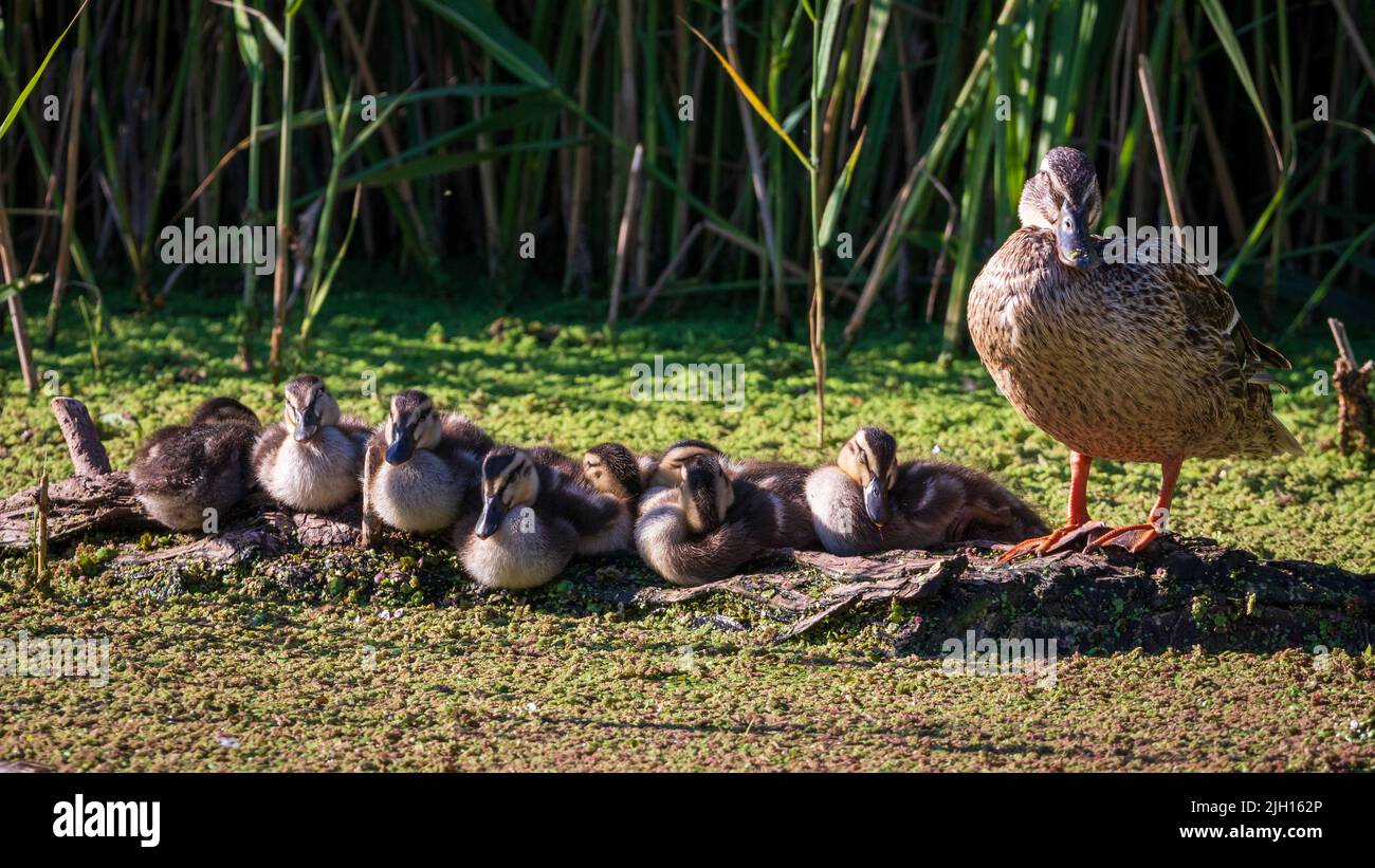 Baby duck cartoon hi-res stock photography and images - Alamy