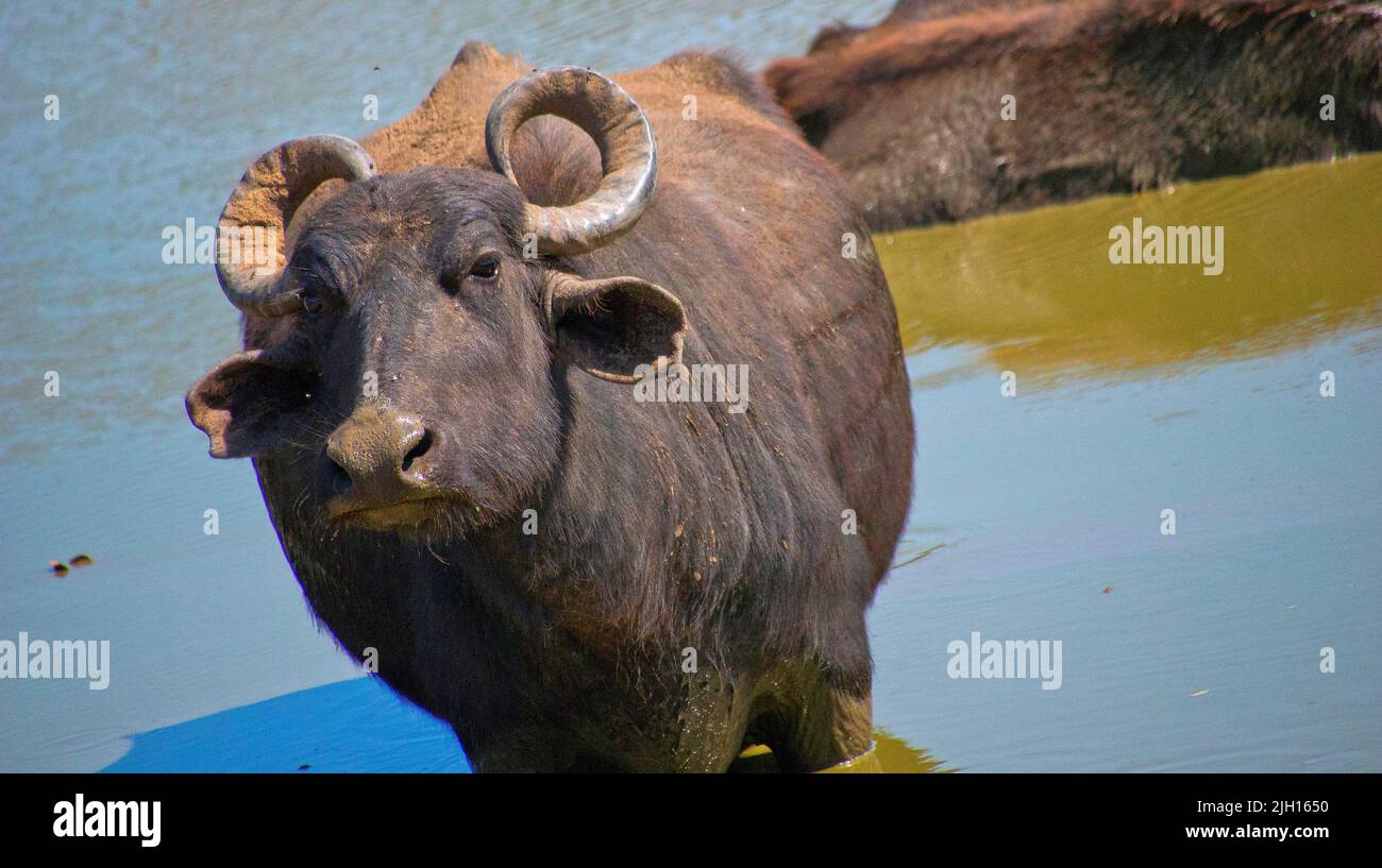 Asian Water Buffalo, Bubalus bubalis, Udawalawe National Park, Sri ...