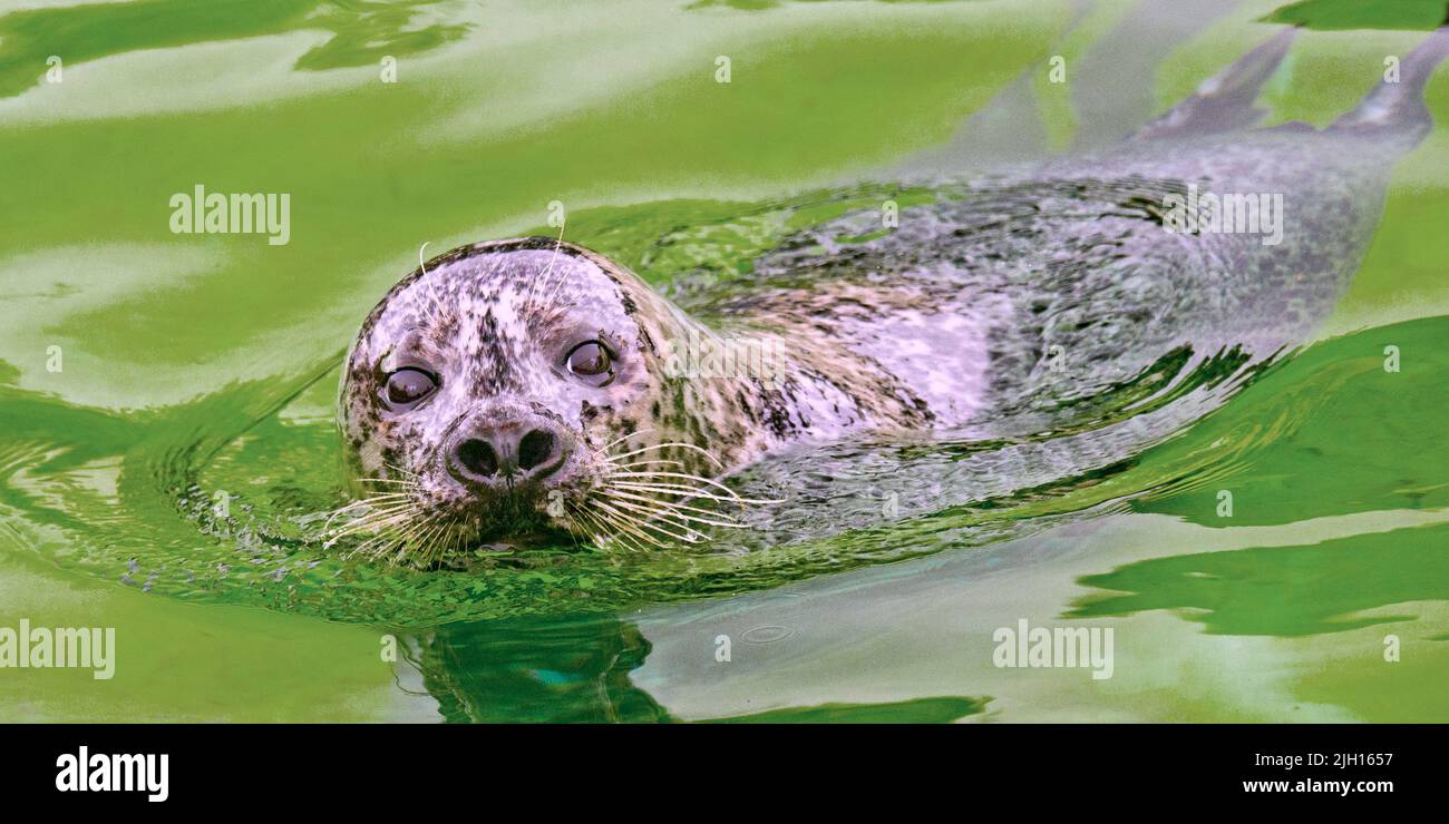 Harbour Seal, Phoca vitulina, Deltapark Neeltje-Jans, Zeelend, Holland ...