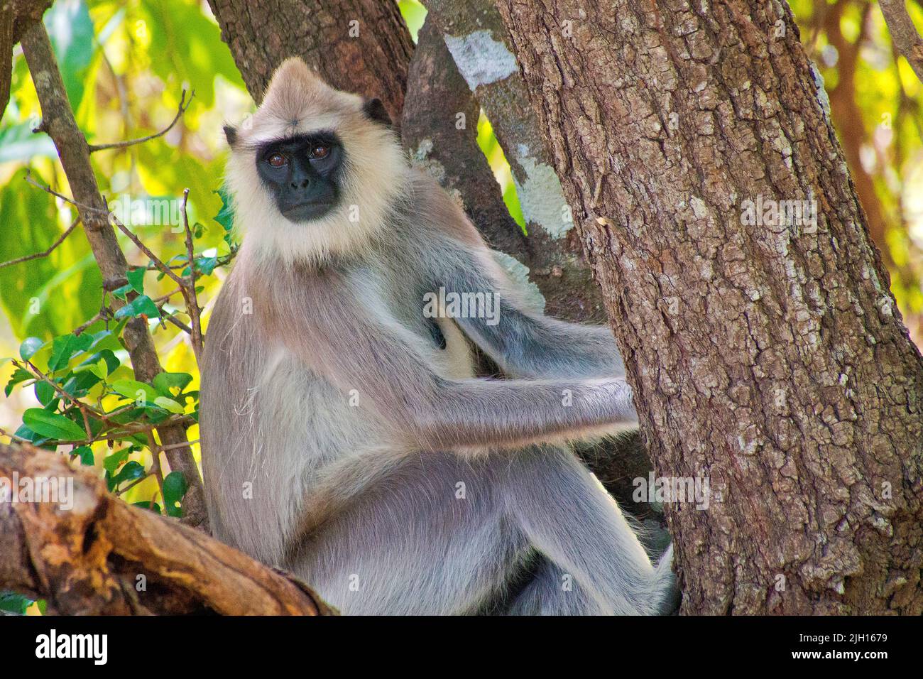 Gray Langur, Hanuman Langur, Semnopithecus entellus, Kaudulla National ...