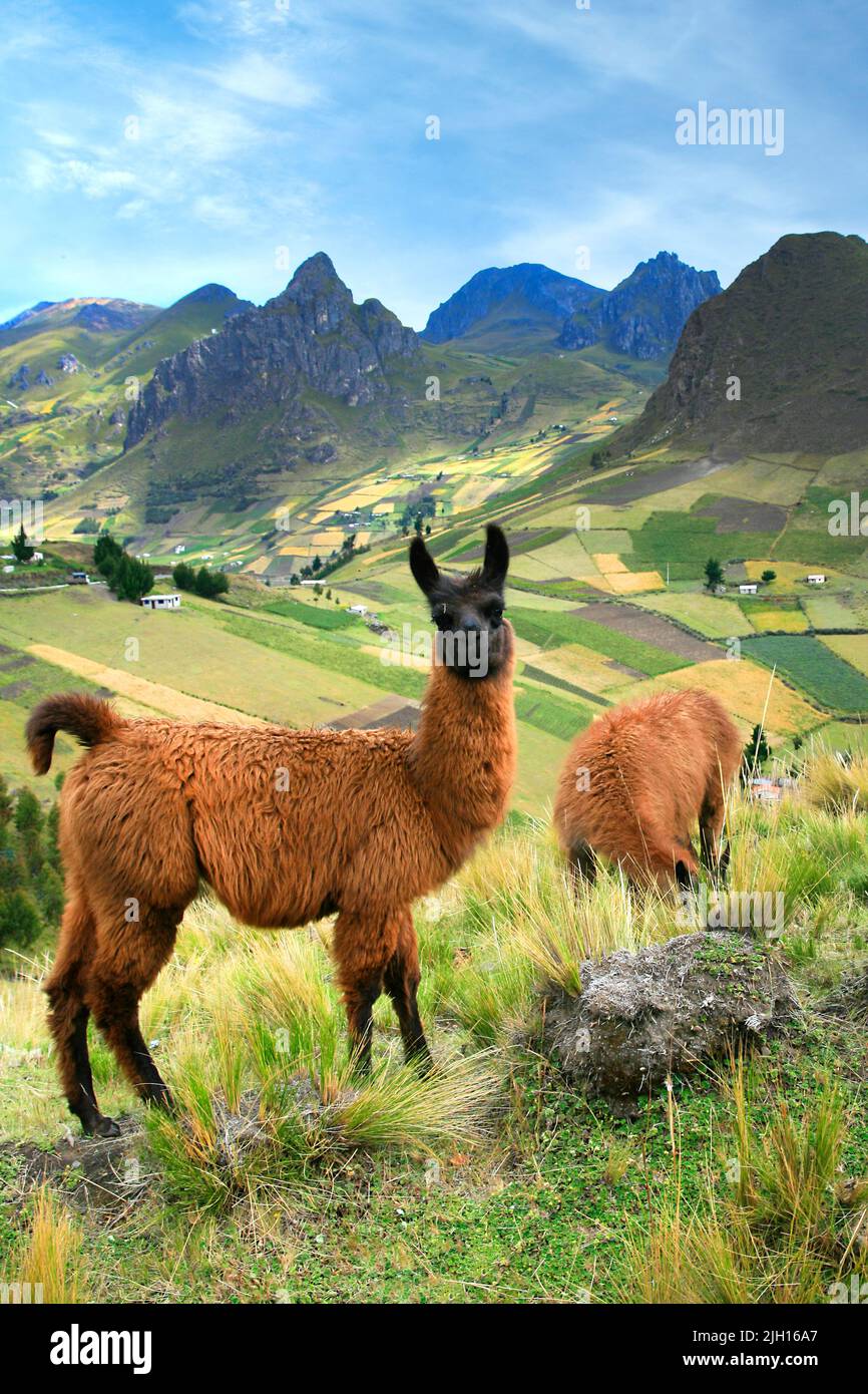 Llama, Lama glama, Ecuadorian Andes, Ecuador, America Stock Photo - Alamy