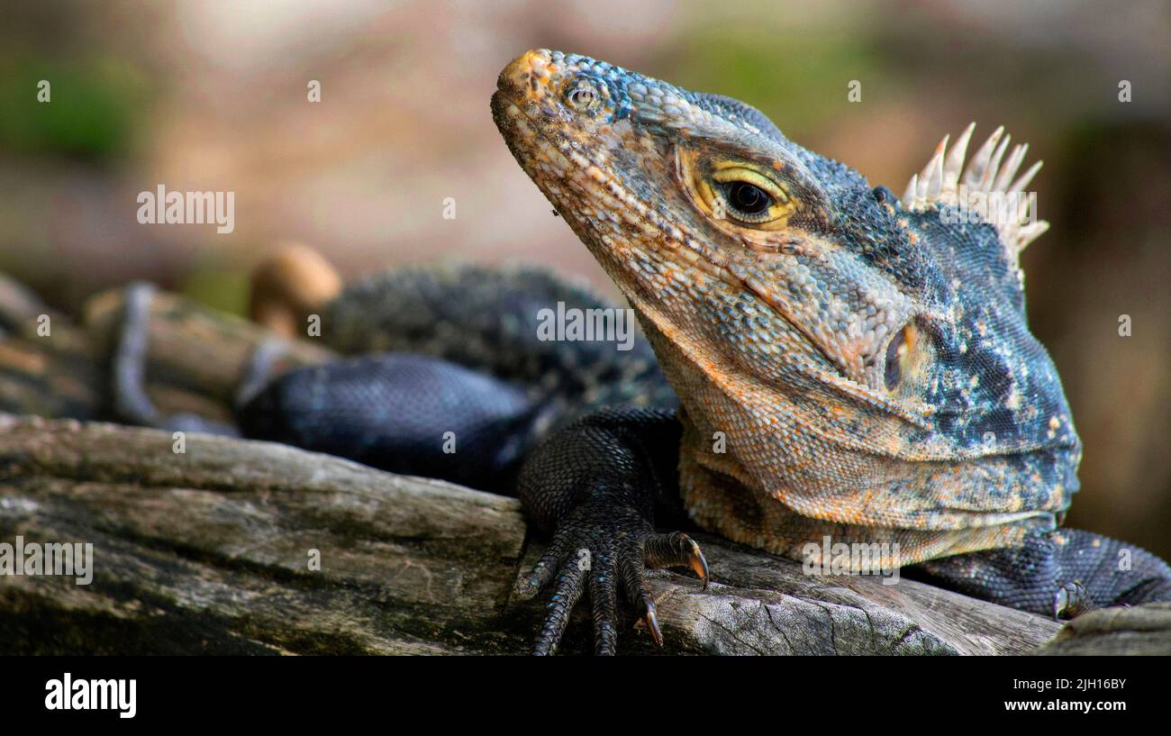 Black Iguana, Black spiny-tailed Iguana, Black Ctenosaur, Ctenosaura ...