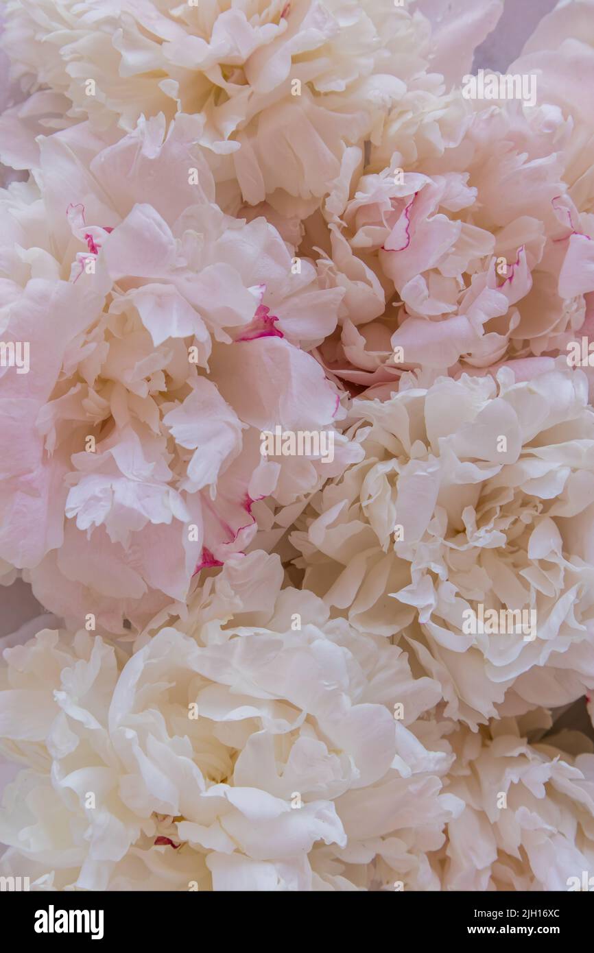 festive background of luxurious peonies. delicate garden peonies close-up. postcard. layout ...