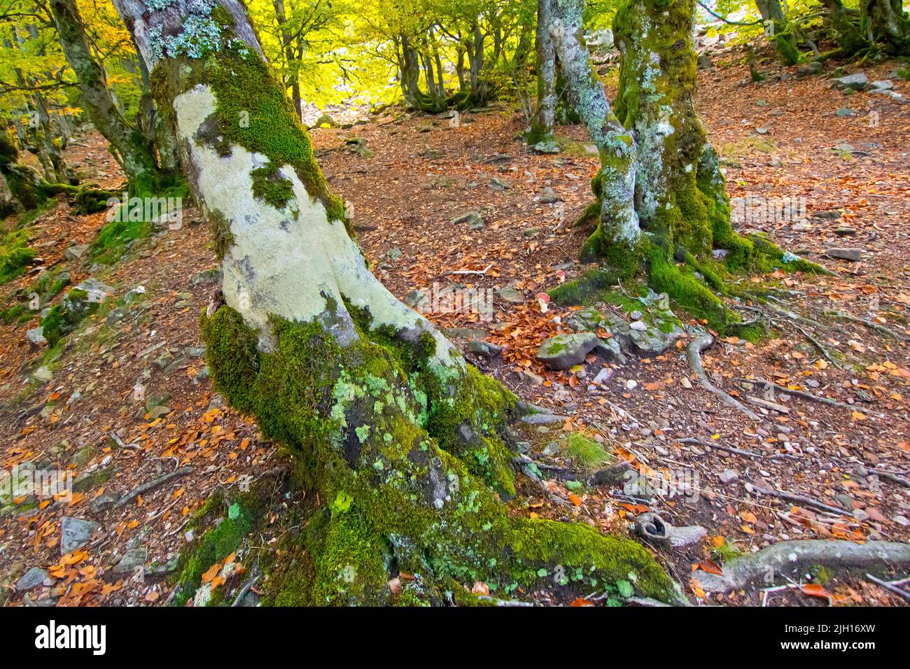 Hayedo de la Pedrosa Beech Forest, Riofrío de Riaza, Sierra de Ayllón ...