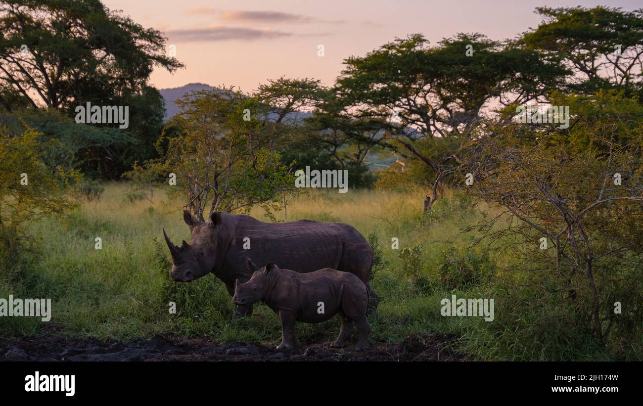 White Rhino in the bush of Family of the Blue Canyon Conservancy in ...