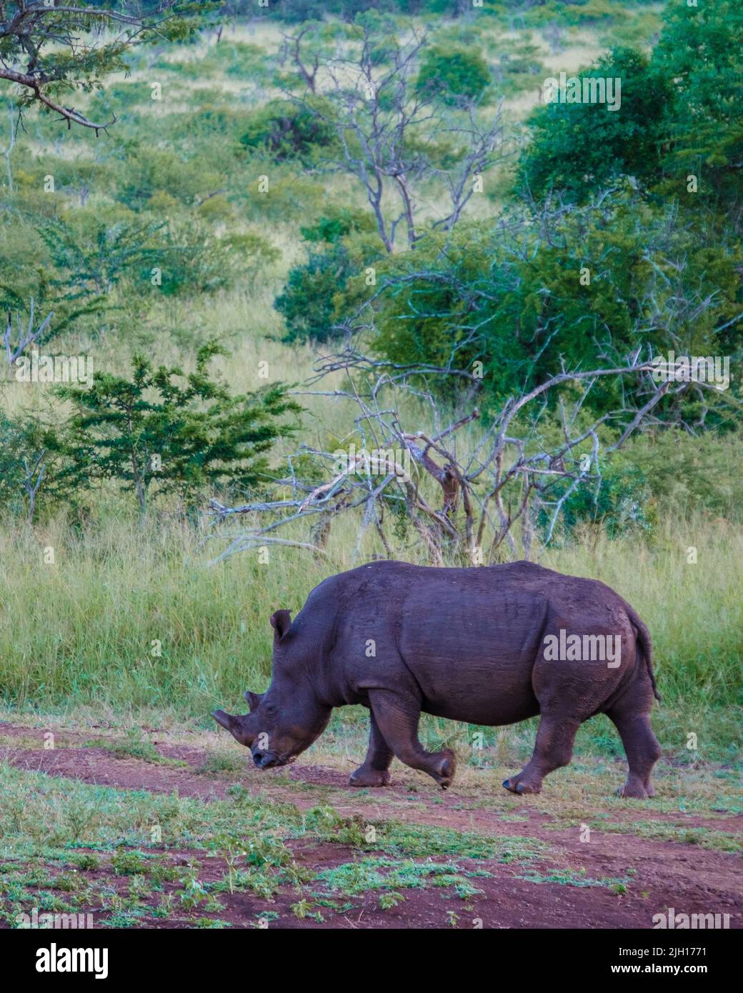 White Rhino in the bush of Family of the Blue Canyon Conservancy in ...