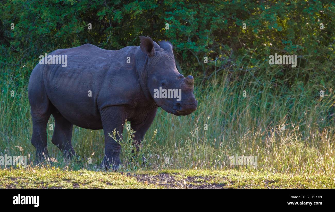 White Rhino in the bush of Family of the Blue Canyon Conservancy in ...