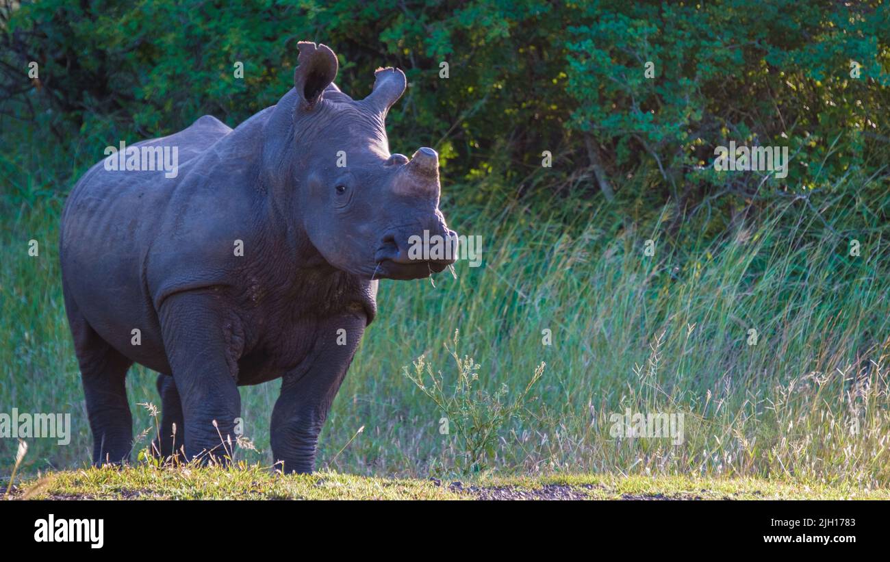 White Rhino in the bush of Family of the Blue Canyon Conservancy in ...