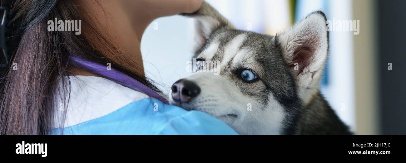 Veterinarian woman smile and hold cute puppy husky on hands Stock Photo ...