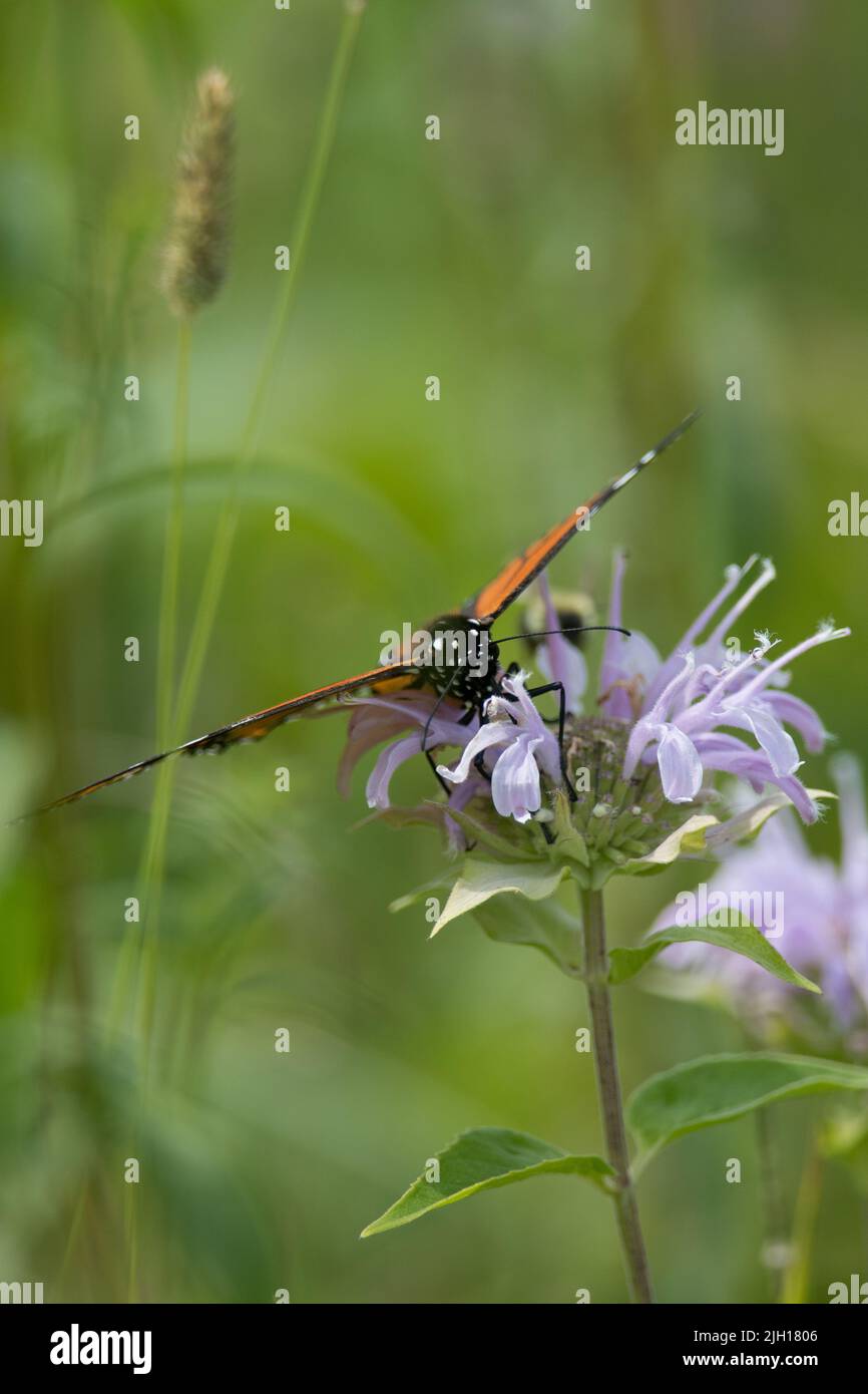 Monarch Butterfly pollinating a bee balm flowers Stock Photo - Alamy