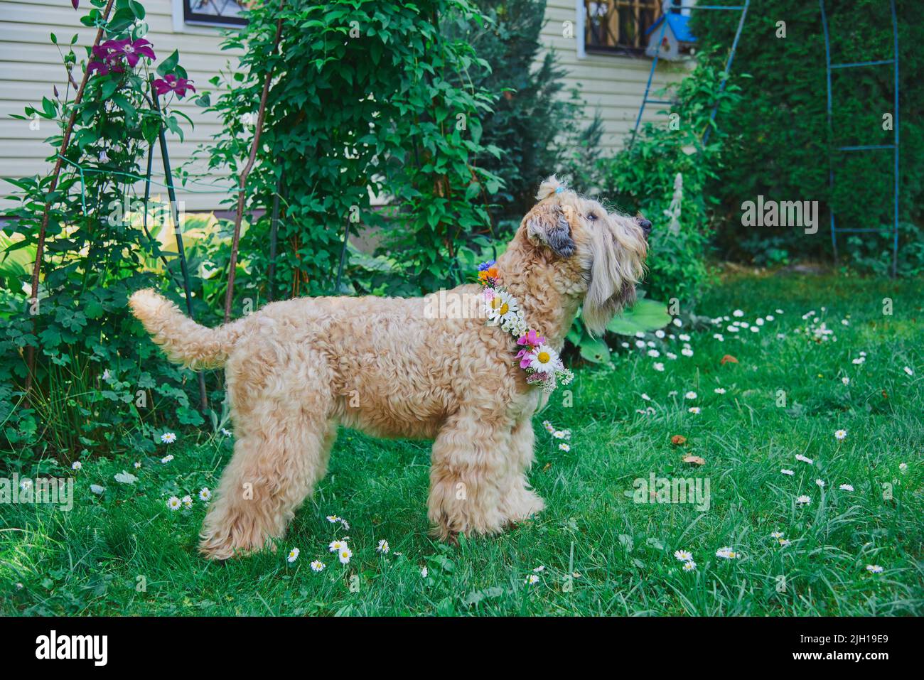Fluffy Dog of the Irish soft coated wheaten terrier breed in a wreath ...