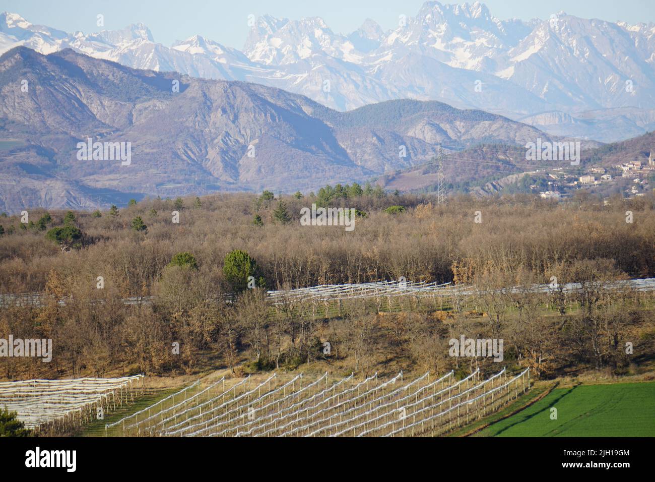 rows of fruits trees in the orchards of the southern alps france Stock ...