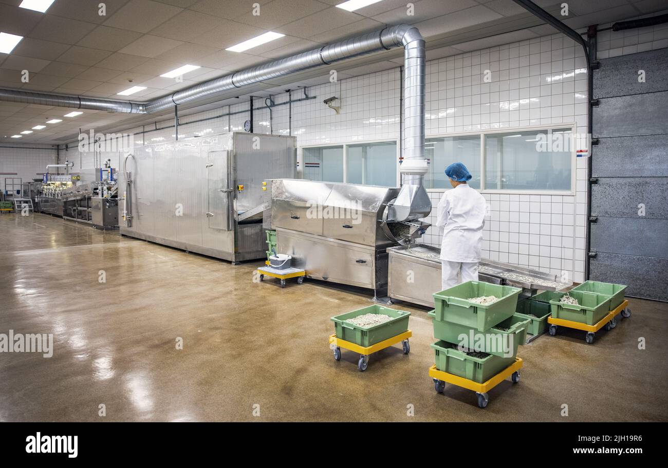 Chewing gum factory chewing gums hi-res stock photography and images ...