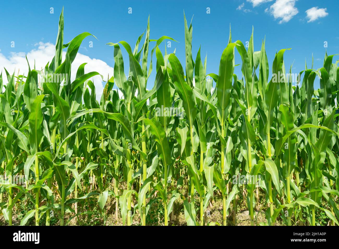 Tall green corn stalks and blue sky, summer view Stock Photo - Alamy