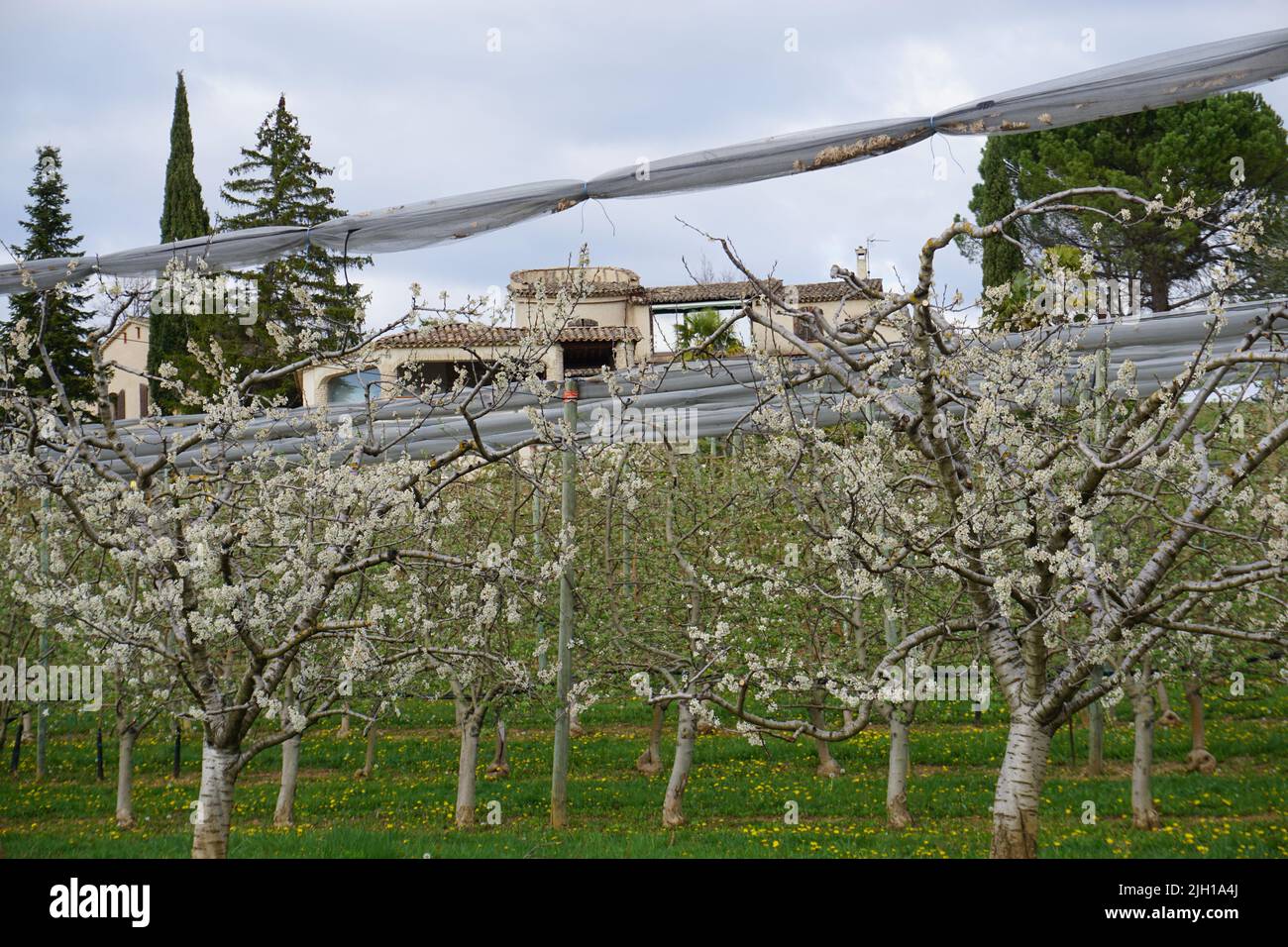 Fruit Trees Delivered To France at Sandra Galvez blog