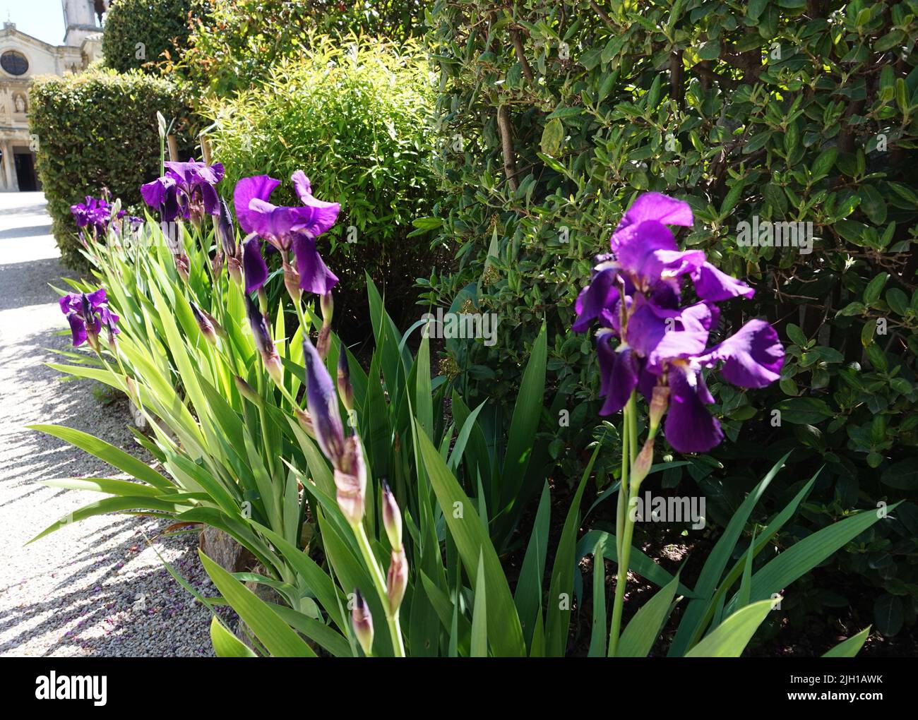 Bearded iris leaves hi-res stock photography and images - Alamy