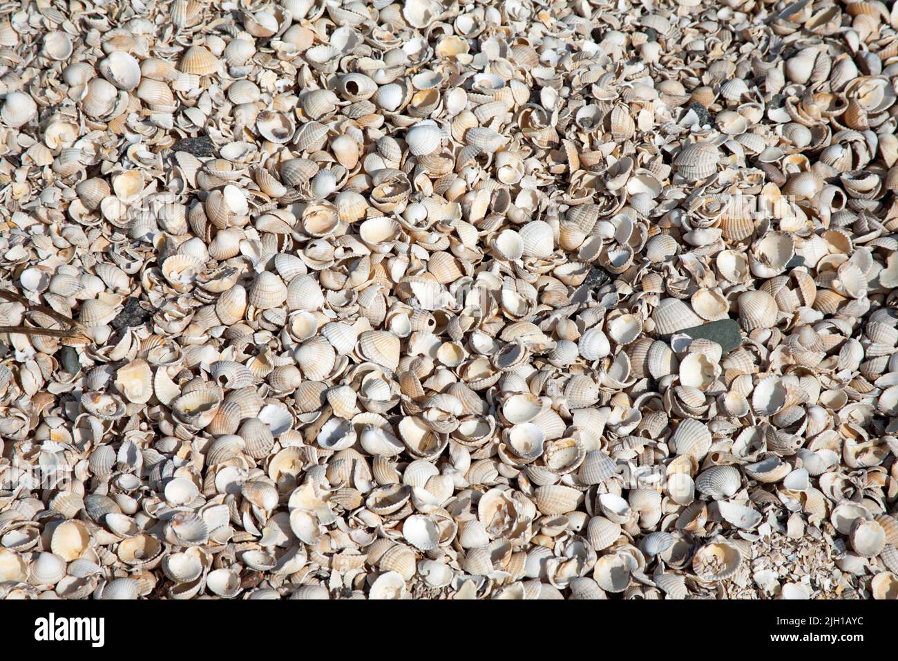 Shell beach at Kippford Dumfries and Galloway Scotland Stock Photo - Alamy