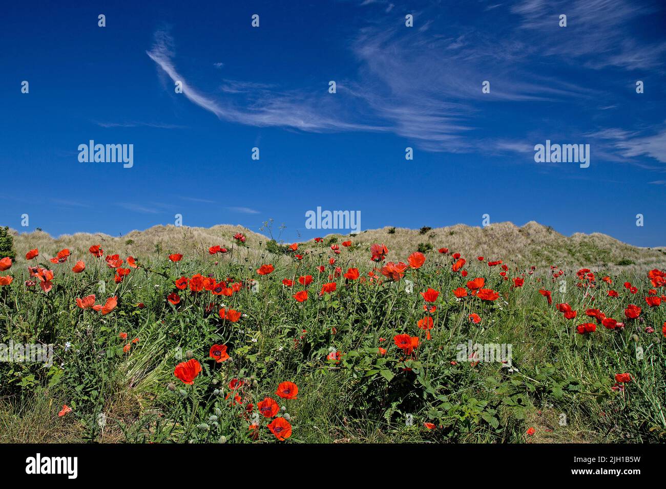 Dune poppy hi-res stock photography and images - Alamy