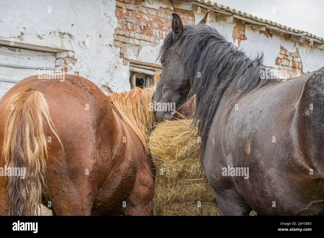 Backwards horse hi-res stock photography and images - Alamy