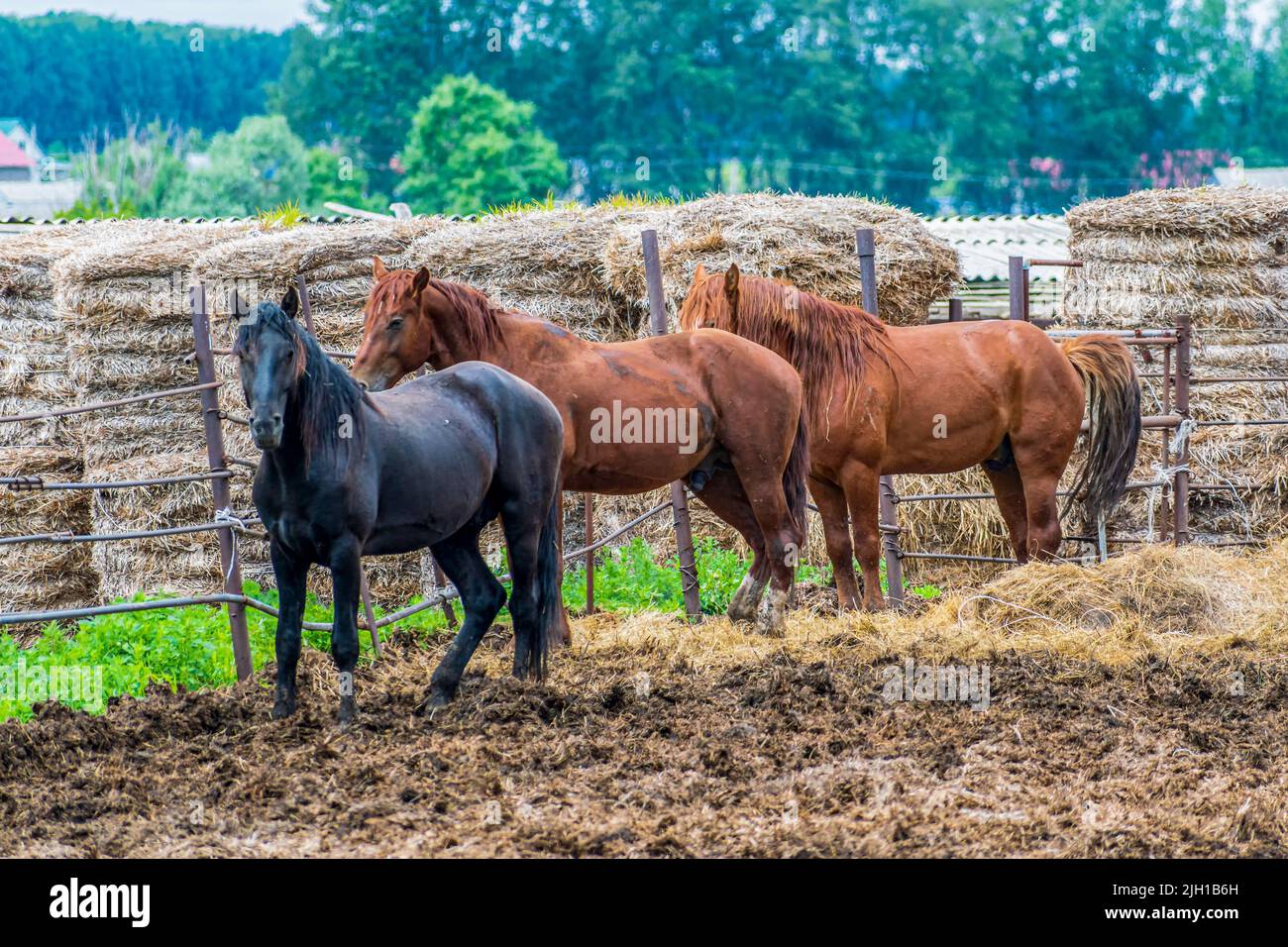Small group of young, powerful and strong horses move slowly along ...
