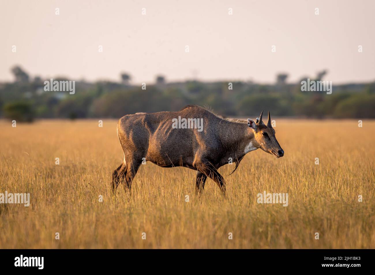 Indian blue bull nilgai ranthambore hi-res stock photography and images ...