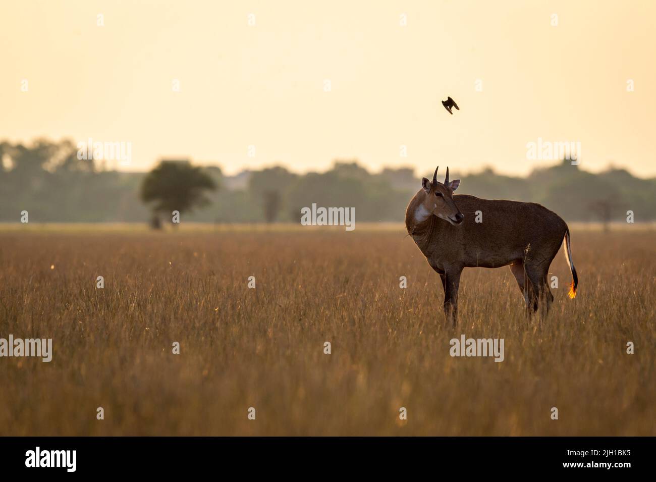 wild male nilgai or blue bull or Boselaphus tragocamelus an asian ...