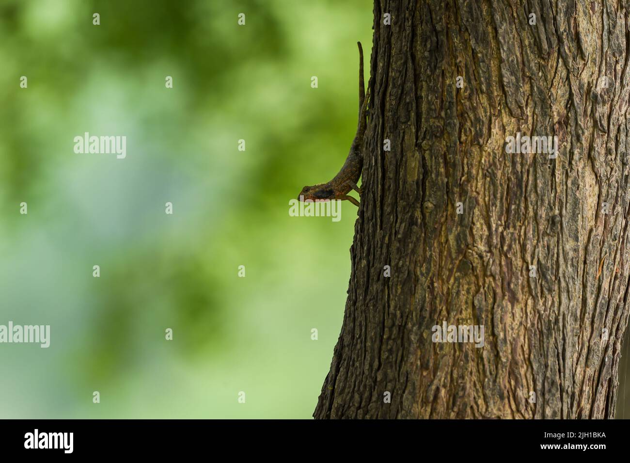Common Garden Lizard or Oriental garden lizard or Calotes versicolor on ...