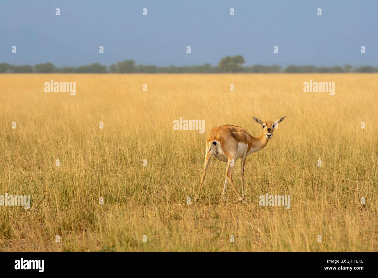 wild female blackbuck or antilope cervicapra or indian antelope turn ...