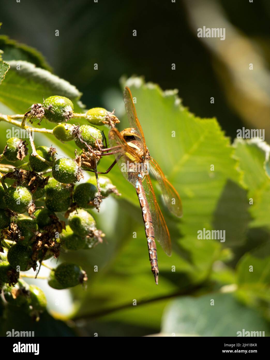 The male Brown Hawker is easily identified by the mainly brown body and ...