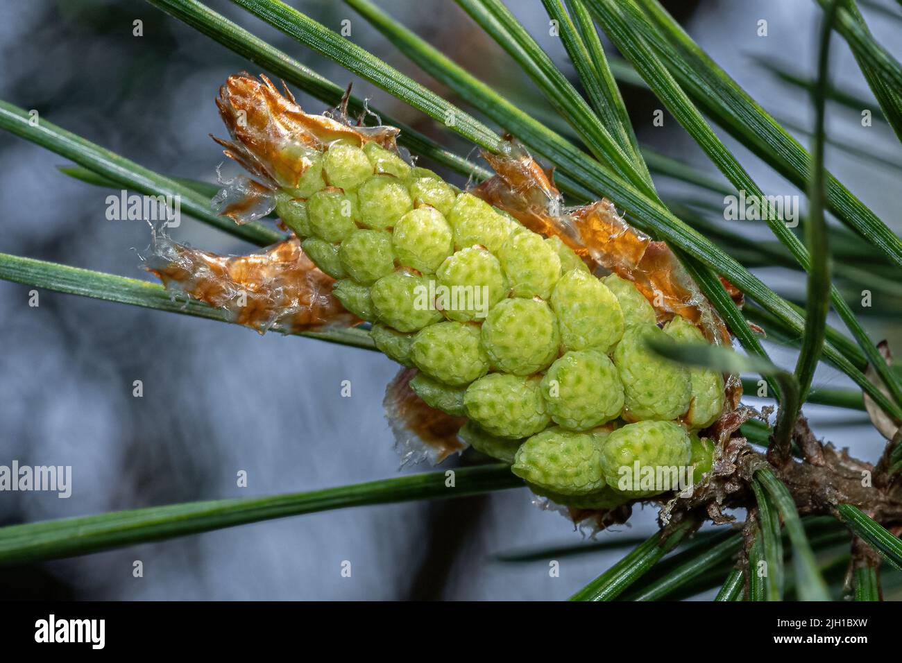 A closeup shot of growing green cone of Pinus sylvestris tree in ...
