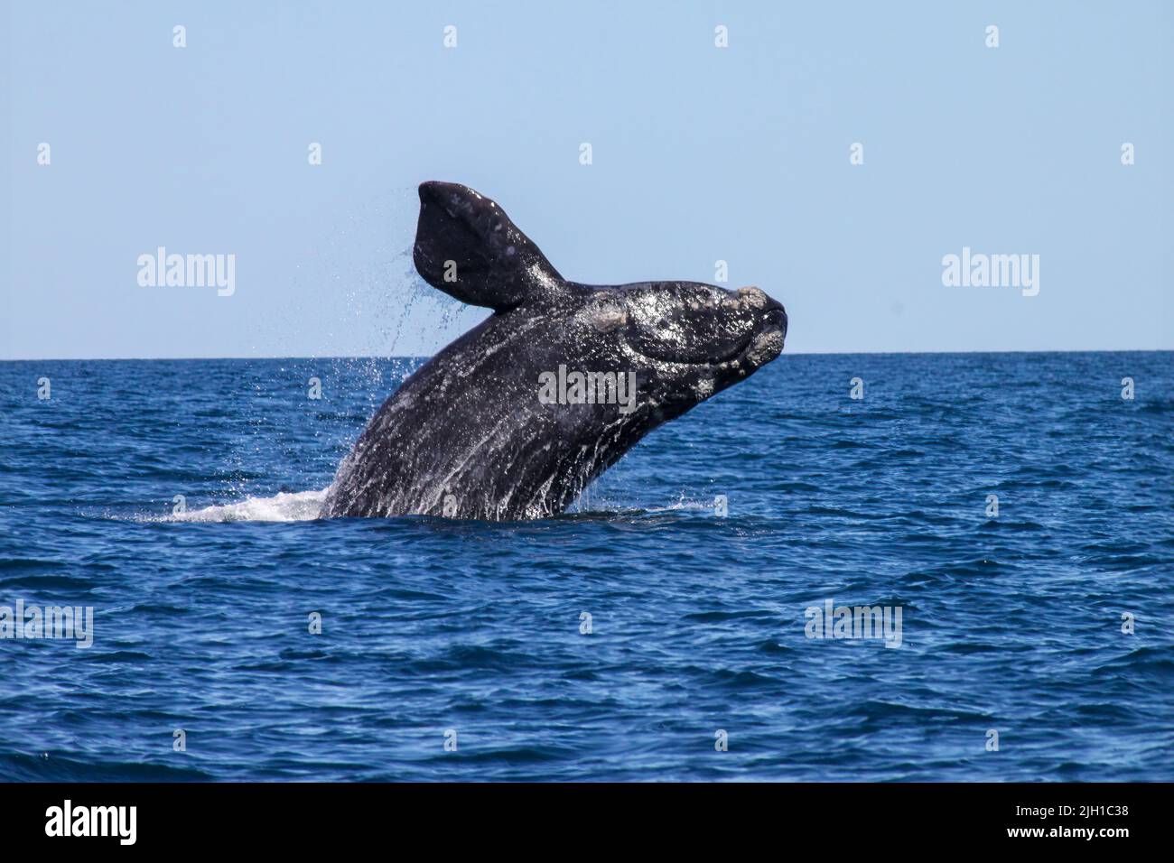 Underwater shot of a humpback whale hi-res stock photography and images ...