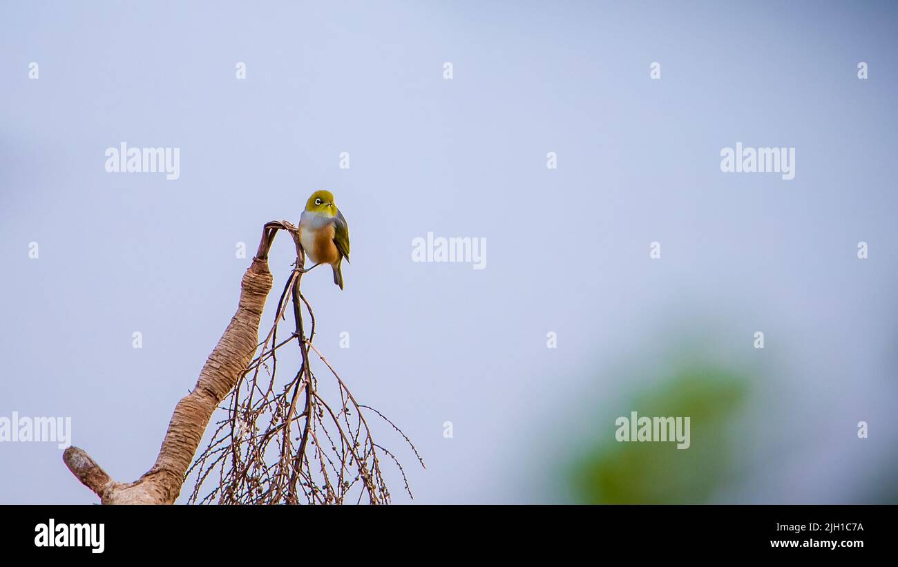 An Australian bird Silvereye (Zosterops lateralis) perched on a tree ...
