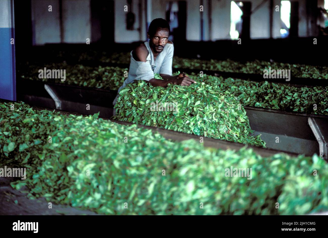 Tea factory labourer hi-res stock photography and images - Alamy