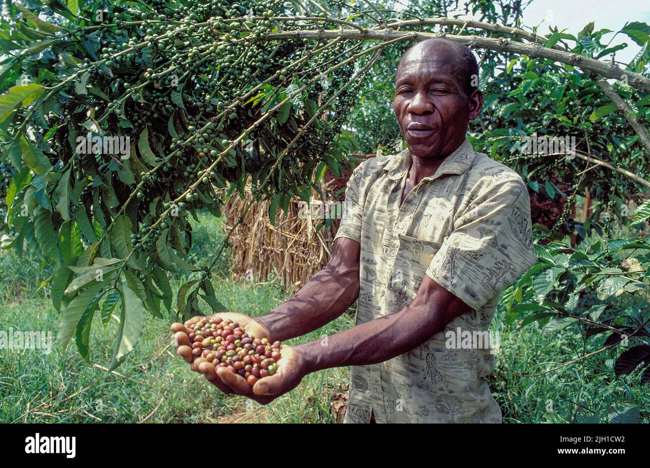 Uganda, Kampala district; man showing coffee beans Stock Photo - Alamy