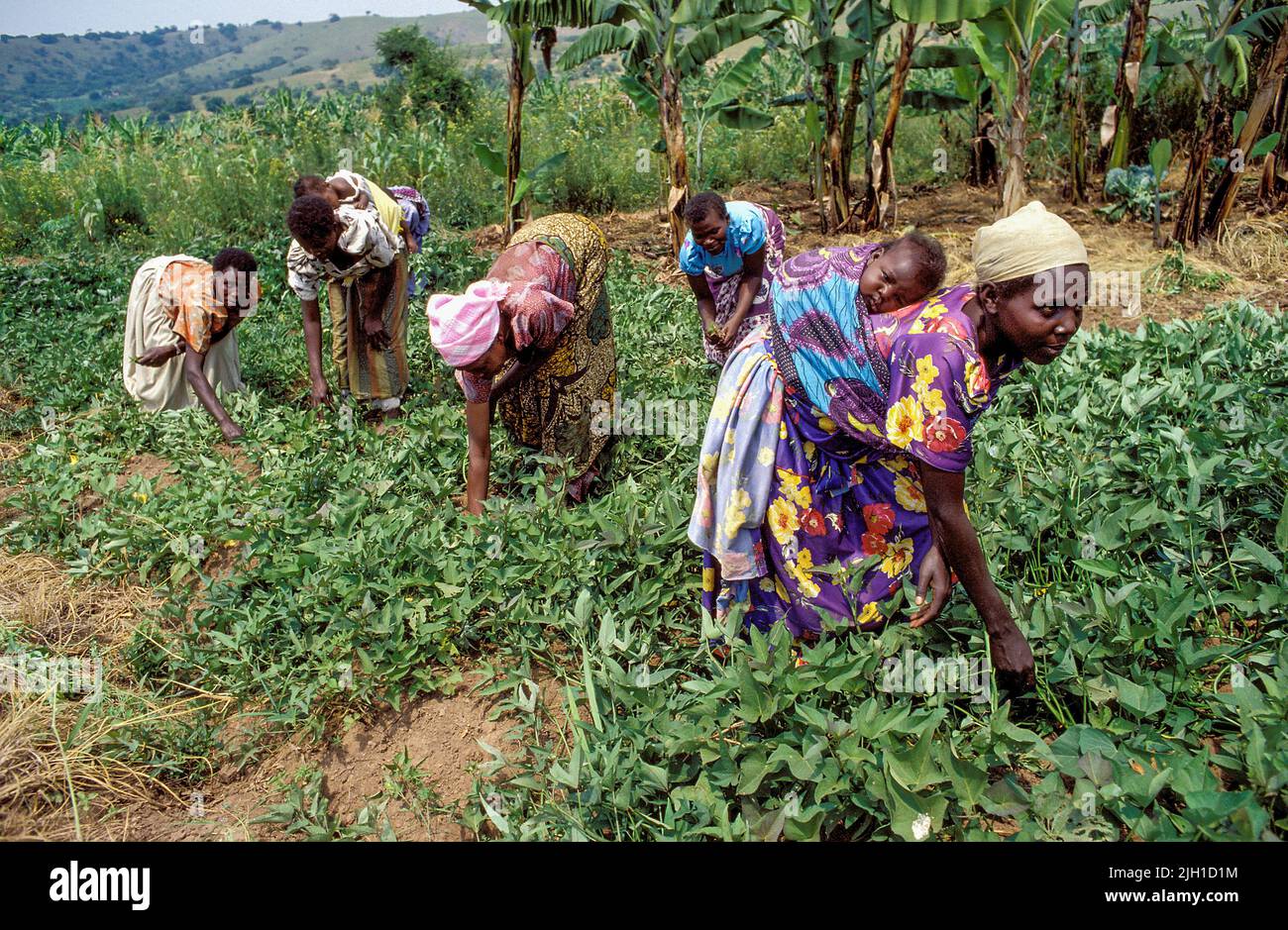 Uganda; women on a field with bean crops and banana trees Stock Photo ...