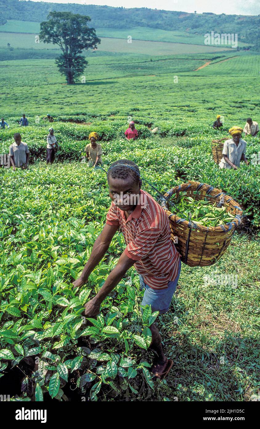 Uganda; People harvesting tea Stock Photo - Alamy