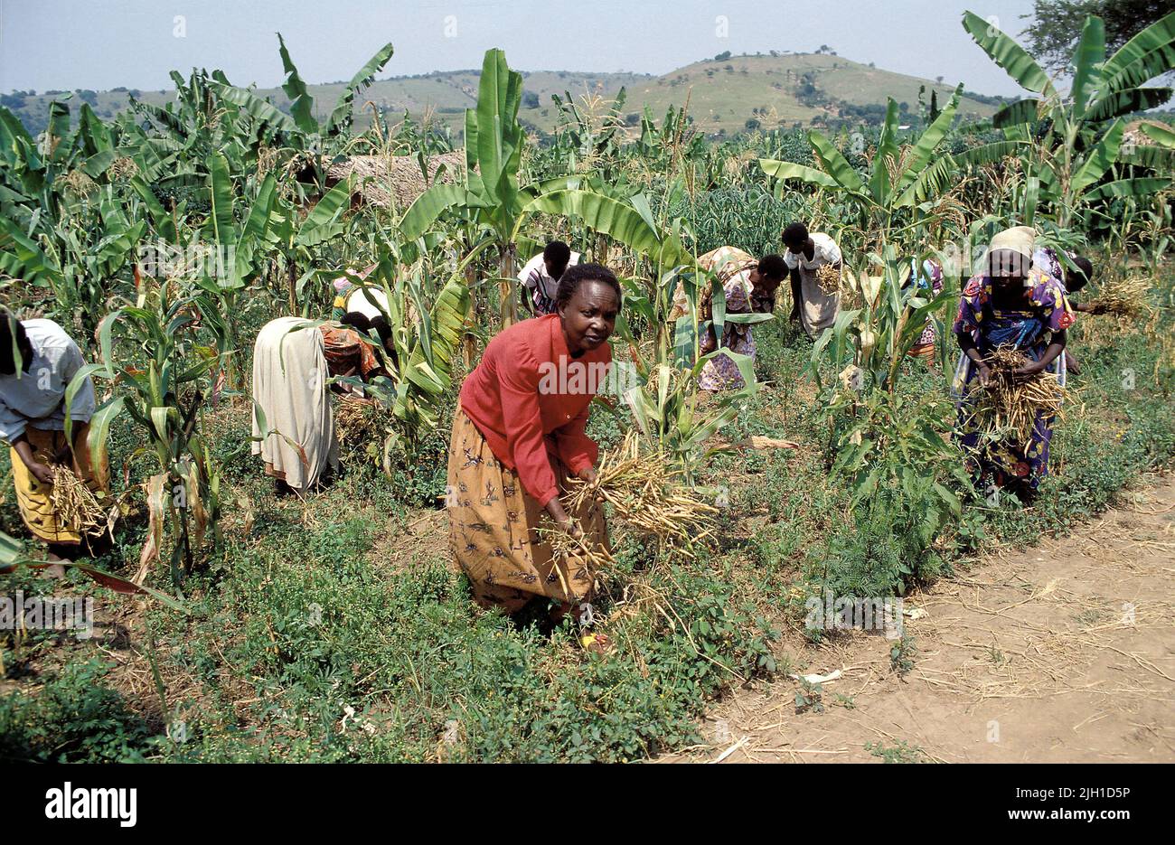 Soy field africa hi-res stock photography and images - Alamy