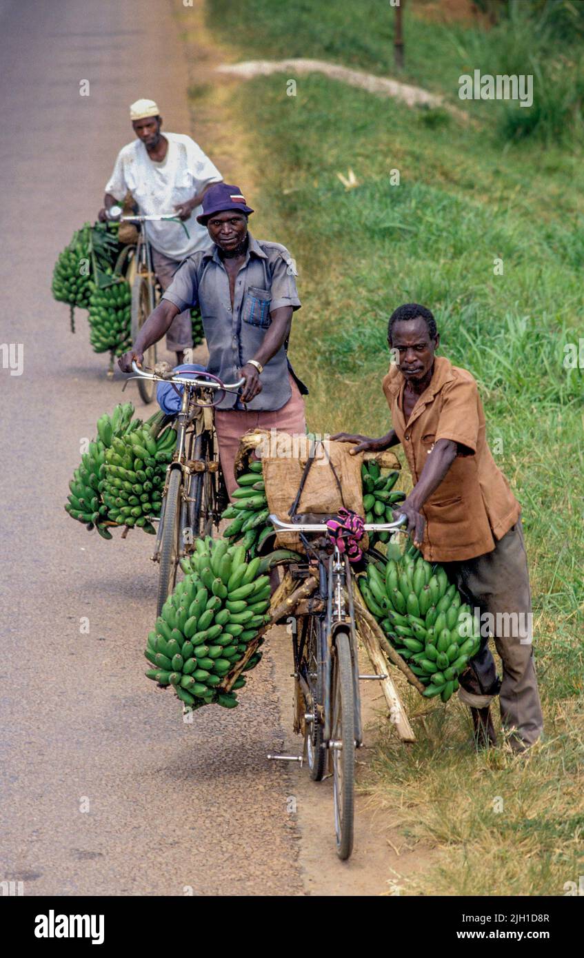 Uganda, Men transporting bunches of bananas on a bike Stock Photo - Alamy