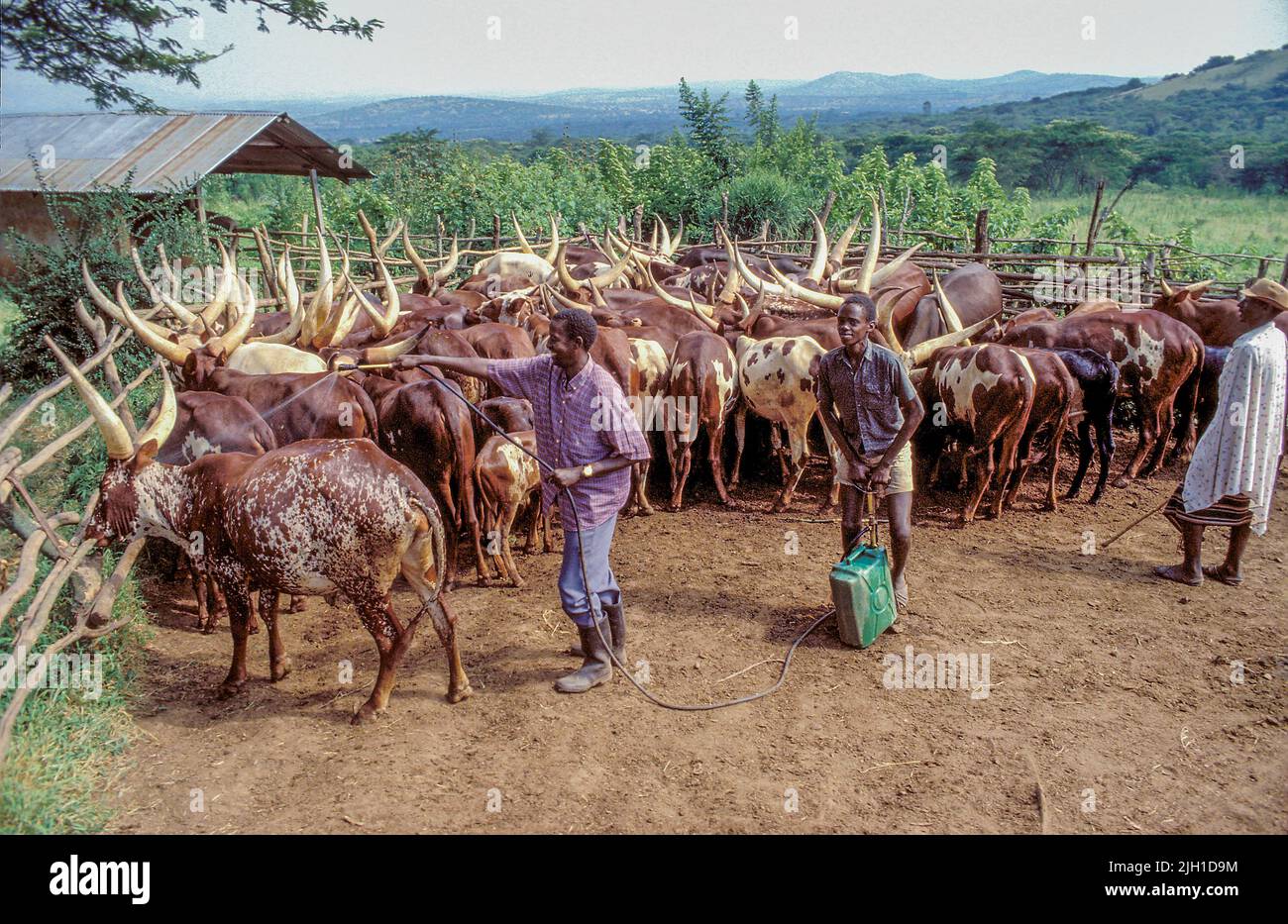 Uganda, Mbarara; Farmers spraying the cattle for protection against ...