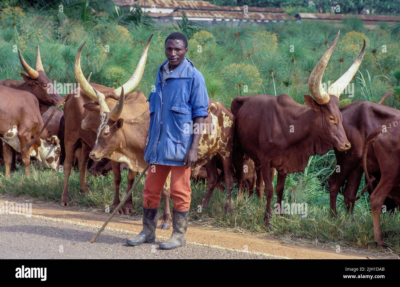 Uganda, Mbarara; Farmer with longhorn cows Stock Photo - Alamy