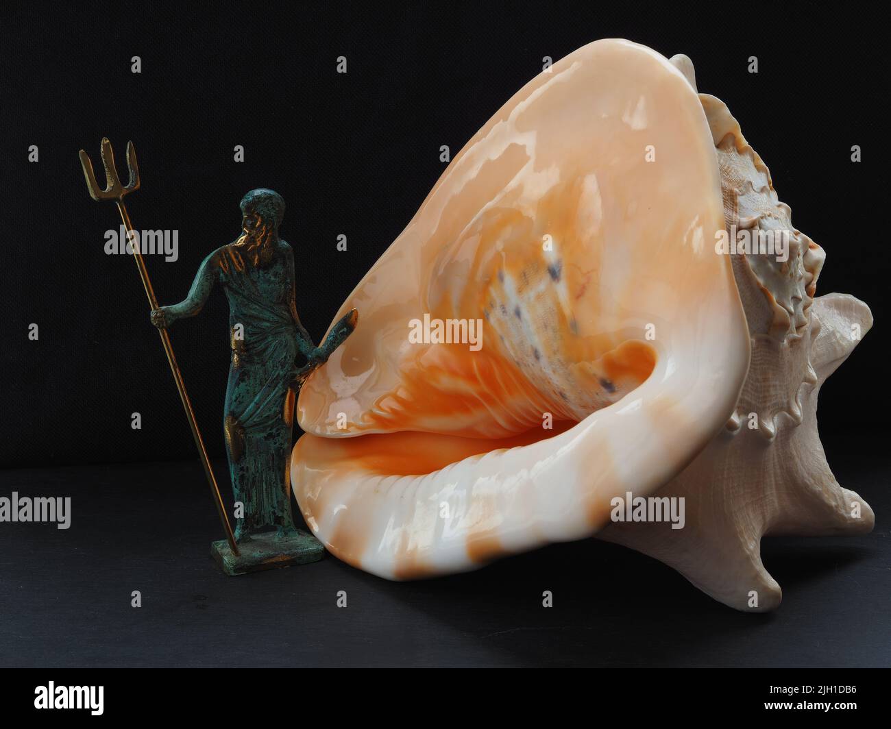 Sea shell, close-up, isolated on a black background Stock Photo - Alamy