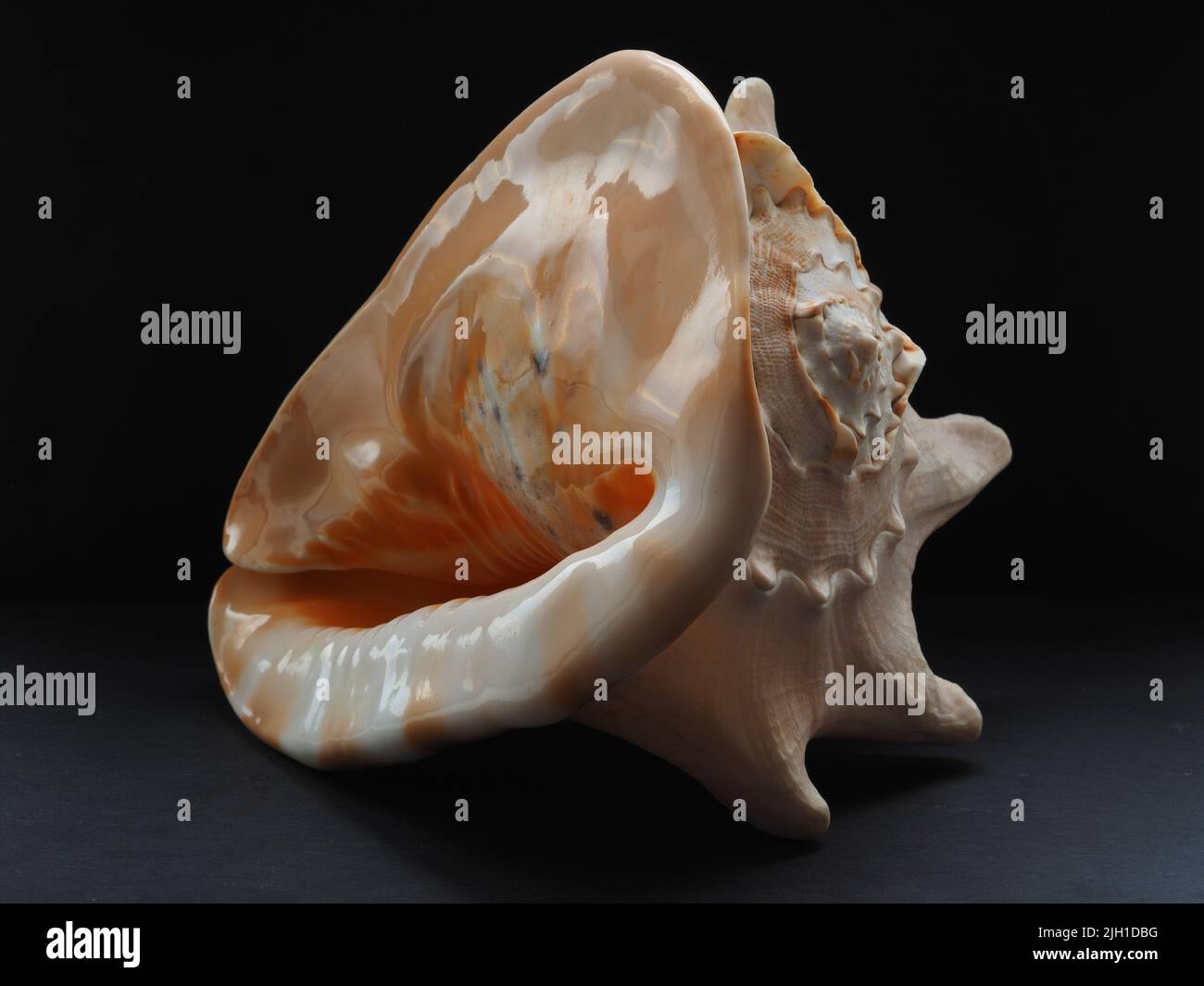 Sea shell, close-up, isolated on a black background Stock Photo - Alamy