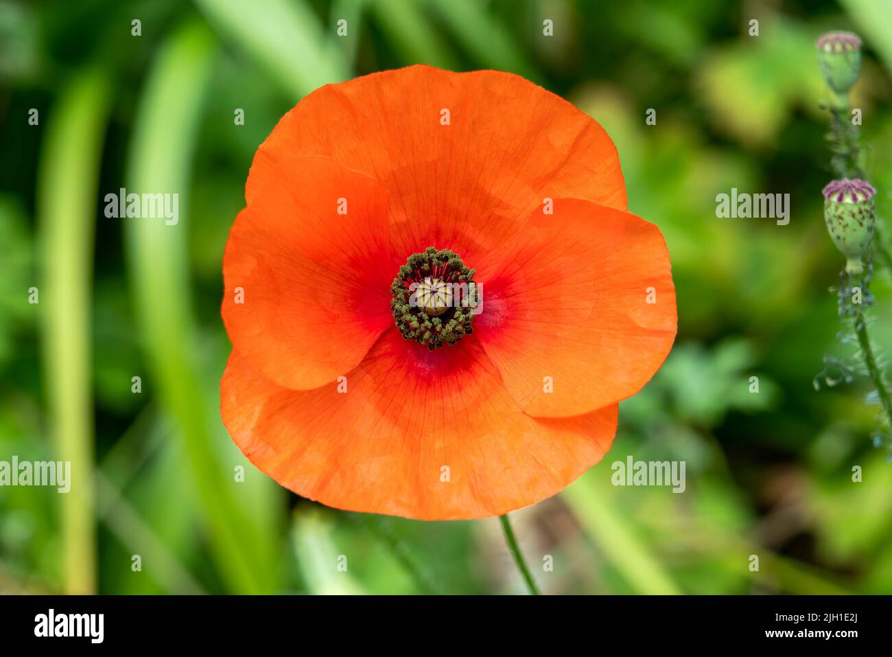World war i armistice celebrations hi-res stock photography and images ...